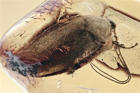 Giant Fossil Cockroach Blattodea In Baltic Amber Rare 315524 For Sale