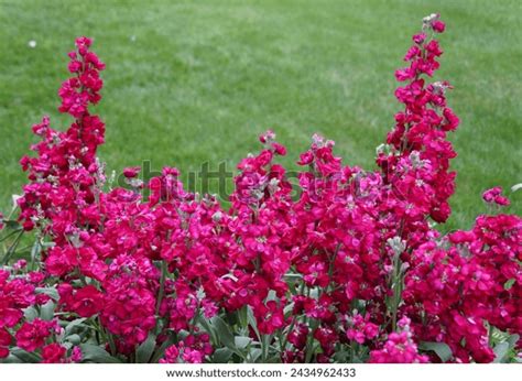 Katz Ruby Photos Images And Pictures