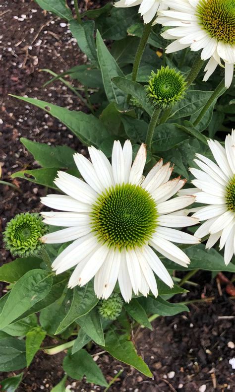 Echinacea Purpurea How To Use At Harold Cornell Blog