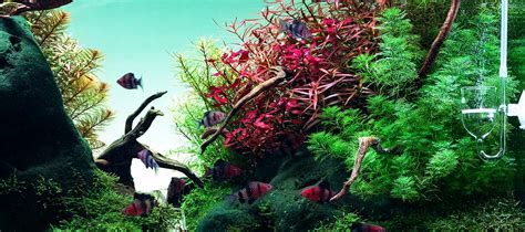 How Does A Co2 Diffuser Work At Rachael Sattler Blog