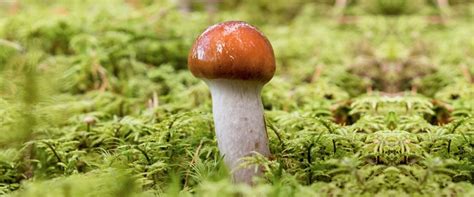 Why Is A Mans Penis Mushroom Shaped