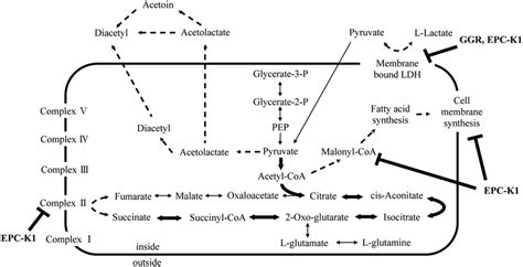 Schematic Representation Of Observed Metabolic Flow Of Bacterial