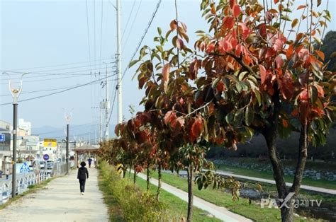 감고을 영동에 스며드는 늦가을의 여운 팍스경제tv