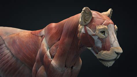 Artstation Anatomy Of A Lion