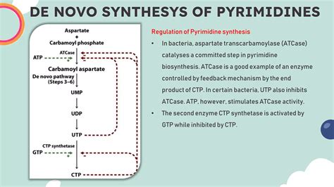 Pyrimidine Metabolism Biosynthesis And Catabolism Pptx
