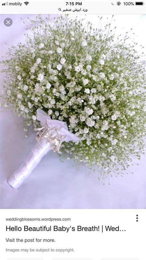 صور ورد صغير أفكار خلفية