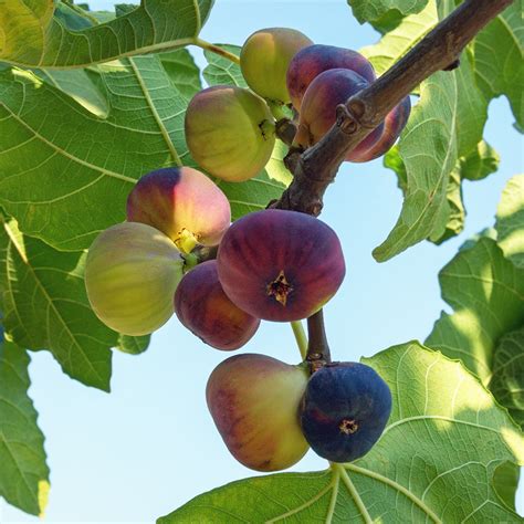 Usda Organic Violette De Bordeaux Fig Tree For Sale