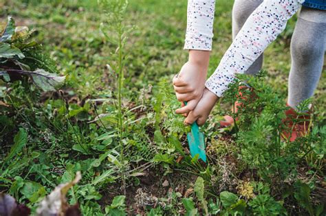 아이 오렌지 반다나 발굴에있는 소녀 수집 토양 정원 침대에서 녹색 잎으로 당근의 수확을 집어 들고 가을 심기 채소 원예 가족 농업 건강하고 자연적인 음식의 재배 6 7 살에