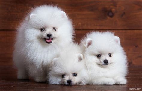 Cute White Puppies Wallpapers Top Hình Ảnh Đẹp
