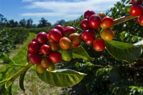 Herb Classify Classification Dataset And Pre Trained Model By Bkschool