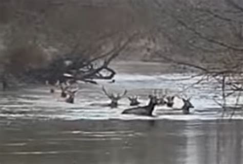 Videó Szarvasok úsznak át A Rábán Rum Közelében