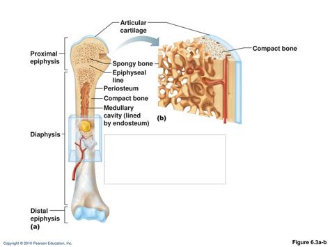 Ppt The Skeletal System Powerpoint Presentation Free Download Id