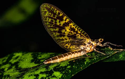 Mayfly Species Ephemerella Subvaria Hendricksons