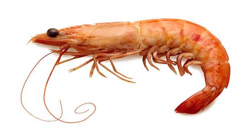 Filum Arthropoda