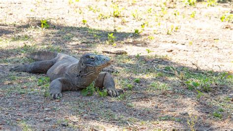 Komodo Dragons Island Rinca Komodo National Park Flores Indonesia