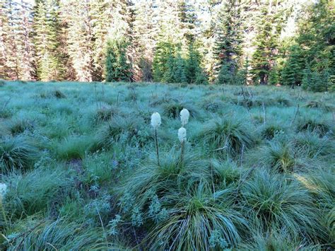 Bunchgrass Ridge 7042019 Wanderingyuncks