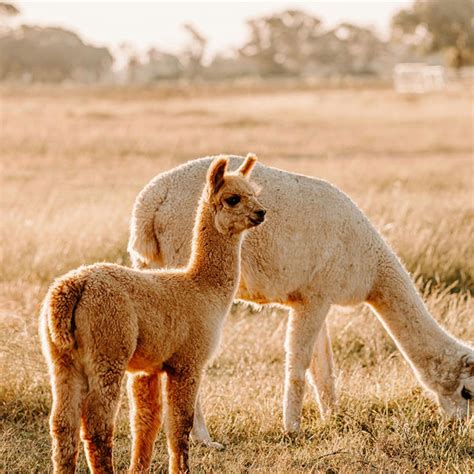 Alpacas