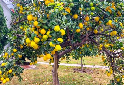 Meyer Lemon Tree Grwoing Guide Sweeter Than Ever South Elmonte