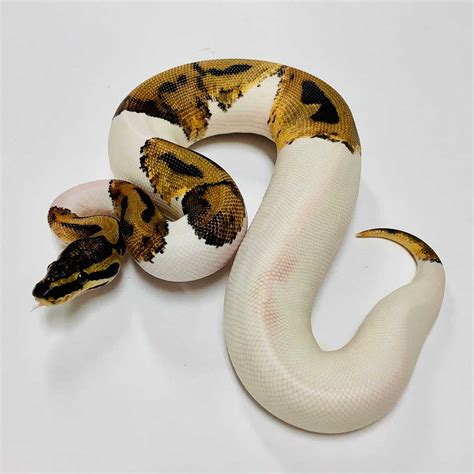 Piebald Python Everything You Need To Know Vital Frog