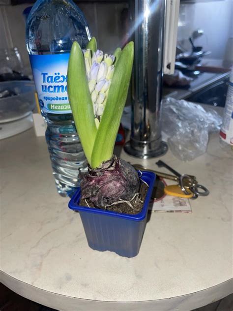 Ответы Mail Помогите забыли название цветка умоляю помогите