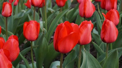 Red Landscape Natural Bloom Map Tulip Blooming Powerpoint Background