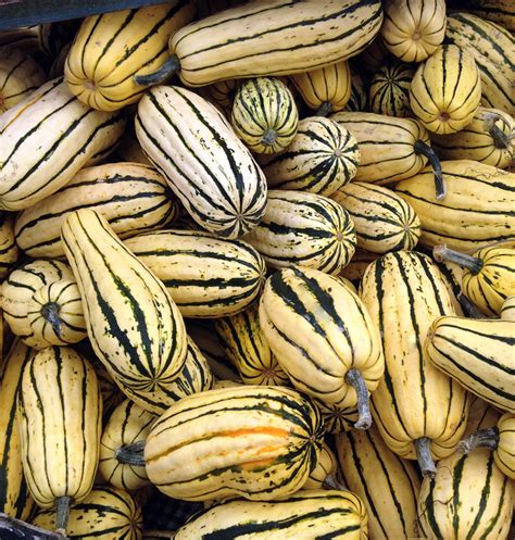 Bush Delicata Untreated Squash Seeds Osborne Farm Seed Supplier