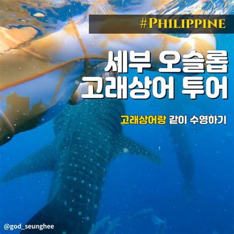 필리핀 세부여행 오슬롭 고래상어 투어 비용 가격 소요시간 후기 네이버 블로그