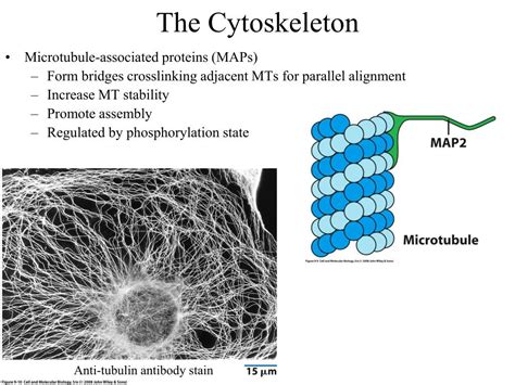 PPT The Cytoskeleton PowerPoint Presentation Free Download ID 3340914