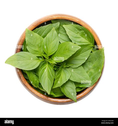 Fresh Early Season Thai Basil Leaves In A Wooden Bowl Ocimum Basilicum Var Thyrsiflora