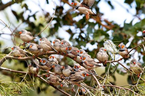 Weird Chromosome May Have Spurred Evolution Of Thousands Of Songbirds New Scientist
