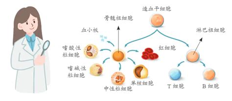 造血干细胞 维典百科