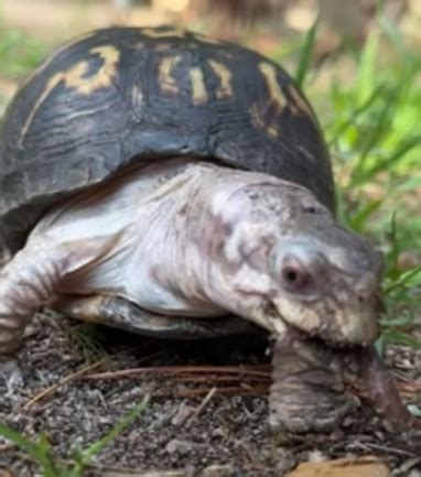 Box Turtle Kept In Darkness For 50 Years And Fed Cat Food Whisked Away
