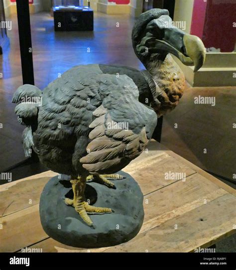 The Dodo Raphus Cucullatus Is An Extinct Flightless Bird That Was