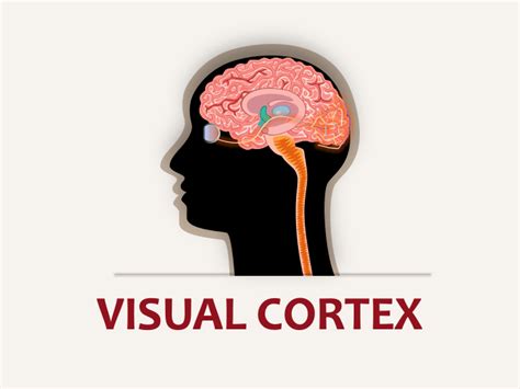 Visual Cortex PowerPoint And Google Slides Template PPT Slides