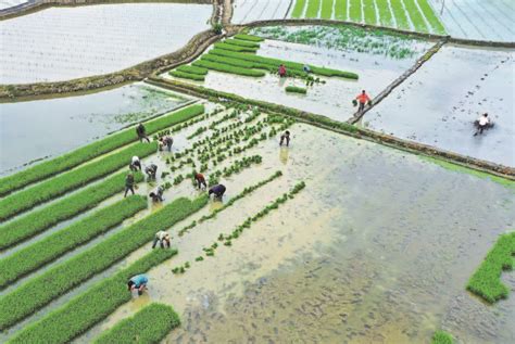 杂交稻制种