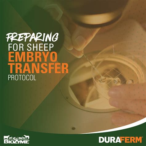 Boost The Success Rate Of Your Sheep Embryo Transfer Protocol