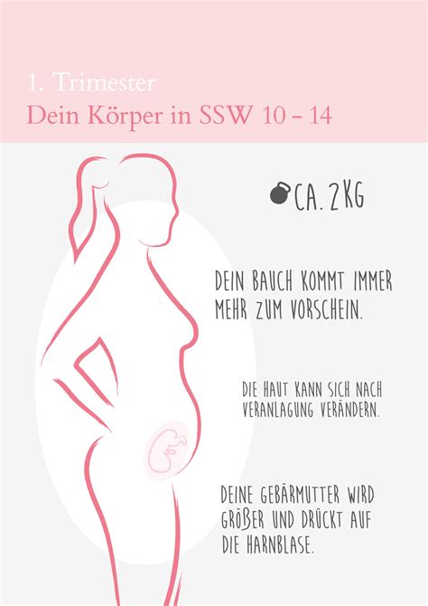 Schwangerschaftswoche 11