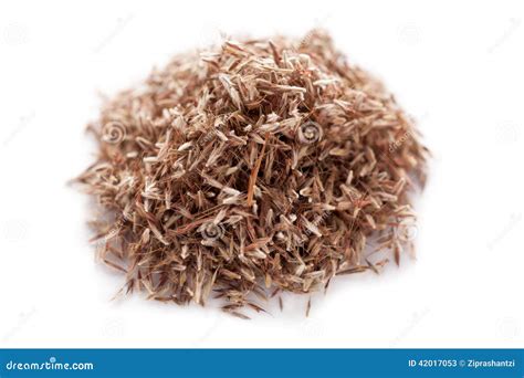 Palmarosa Grass Seeds Cymbopogon Martinii Stock Image Image Of