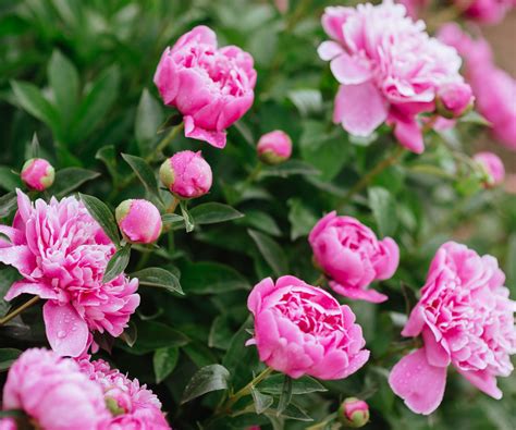 What Peonies Symbolize The Secrets Of Peony Flower Meaning Gardening