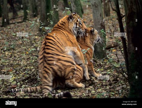 Lion And Tiger Mating Drawings