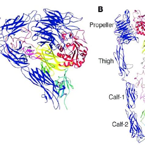 Structure Of The Extracellular Segment Of αvβ3 Derived With Permission Download Scientific