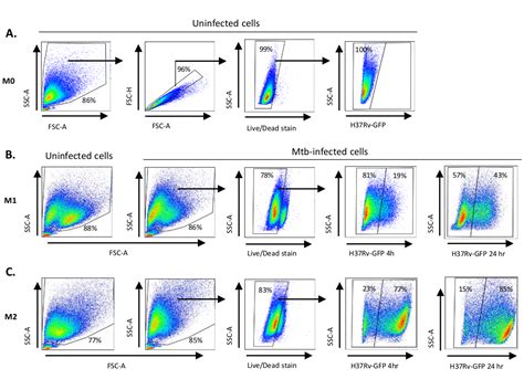 Polarization Of M1 And M2 Human Monocyte Derived Cells And Analysis