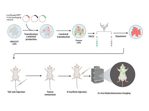 脐带血单个核细胞（cbmcs） 吉诺生物 吉诺生命健康控股集团有限公司