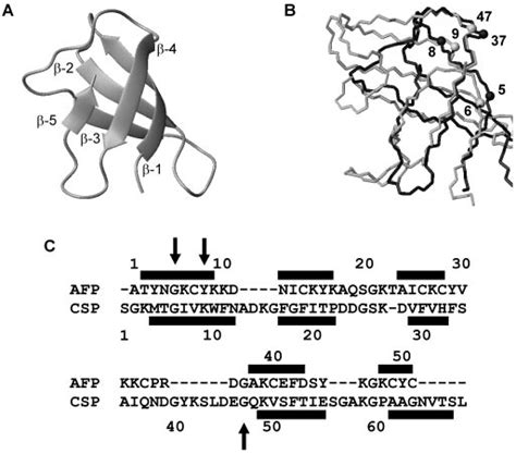 Three Dimensional Structure Of Afp A Diagram Corresponding To The Download Scientific Diagram