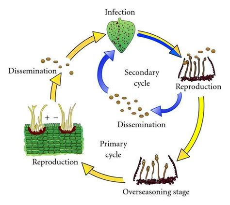 Diagram Of Monocyclic Yellow And Polycyclic Yellow And Blue Fungi Download Scientific