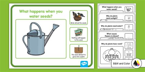 All About Plants Cause And Effect Question Cards For K 2nd