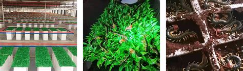 植物地蜈蚣 蜈蚣 第2页 大山谷图库