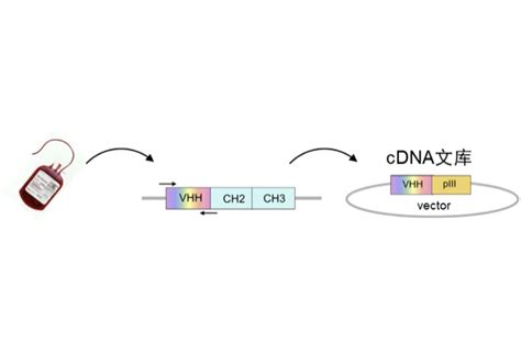 Phage Library
