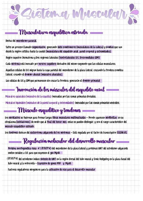 Apunte Sistema Muscular Deriva Del Mesodermo Paraxial Sufre Un