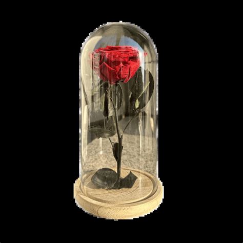 Infinity Rose Nasmat Ward Ts